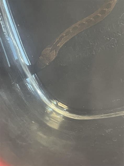 Image result for Bald Python Snake