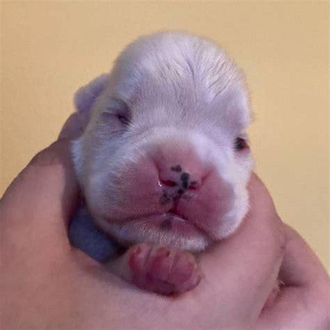 Boxer Puppies for sale | Nordom German Boxers Kennel | Breeding Boxers