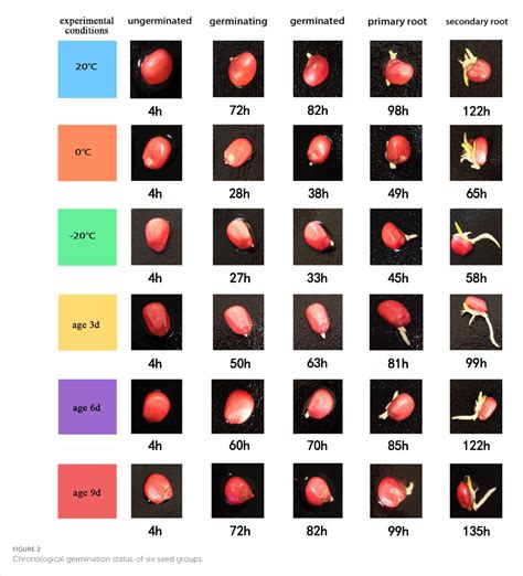 Image result for Seed Recognisition in Java Project