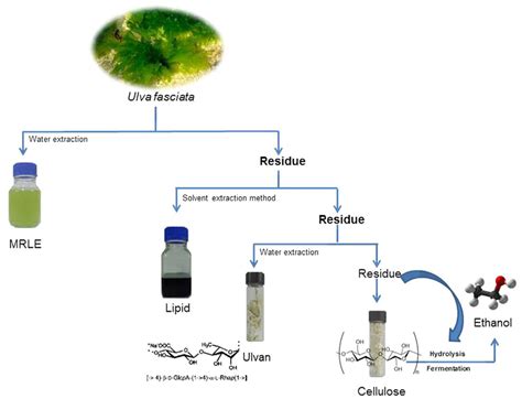 Image result for Bioethanol Chemical Process