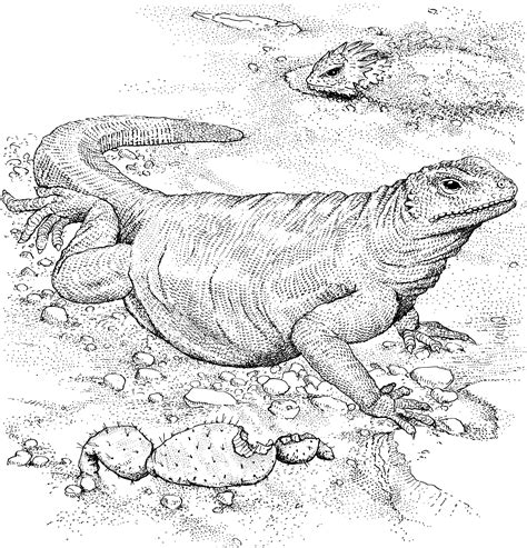Image result for Lizard Coloring Pages