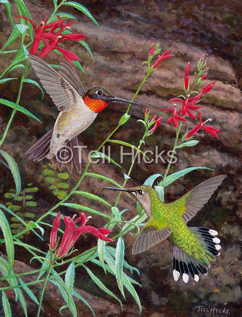 Image result for Ruby-throated Hummingbird
