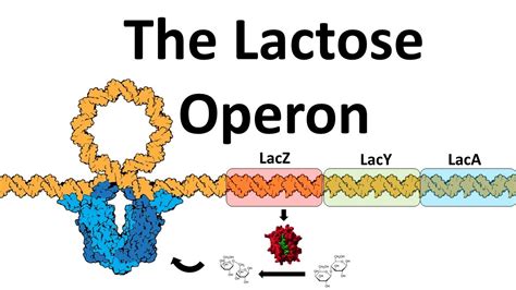 Image result for Lac Operon Animation