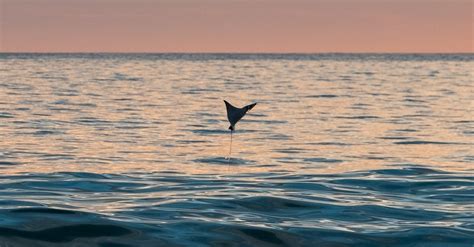 Image result for Manta Ray Jumping Over Bridge