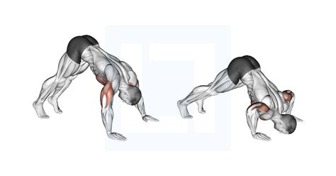 Image result for Pike Push-Up Target Muscles