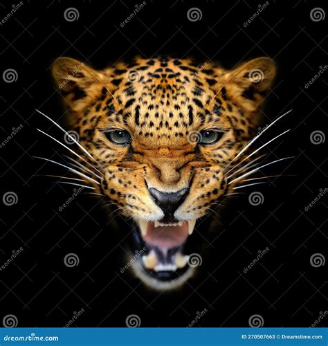Image result for Angry Leopard