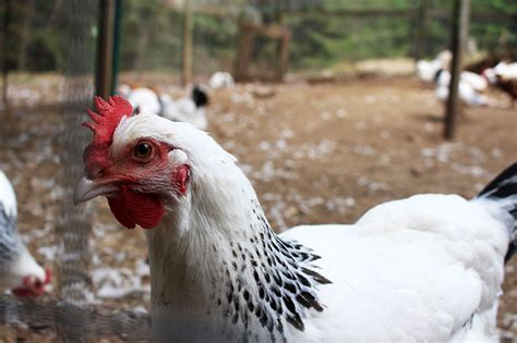 Image result for Salt Spring Island Fish Market