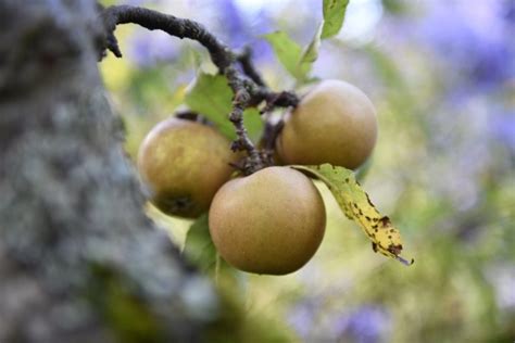 Image result for Self-Pollinating Apple Tree