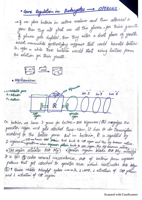 Image result for Lac Operon Worksheet