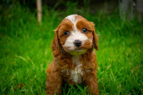 Image result for Apricot Cavapoo
