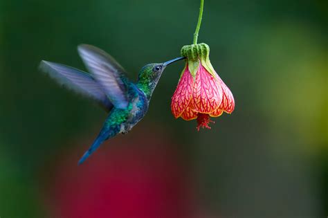 Image result for Depth of Field Photography Examples