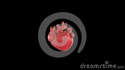Image result for Heart Pumping Animation