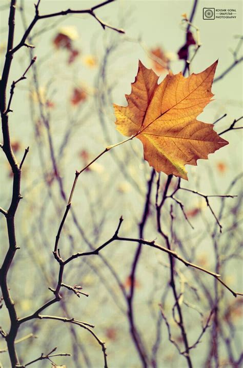 Image result for One Leaf Falling Image