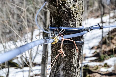 Image result for Maple Syrup Tree Leaf