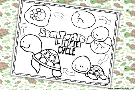 Image result for Turtle Life Cycle Coloring Sheets