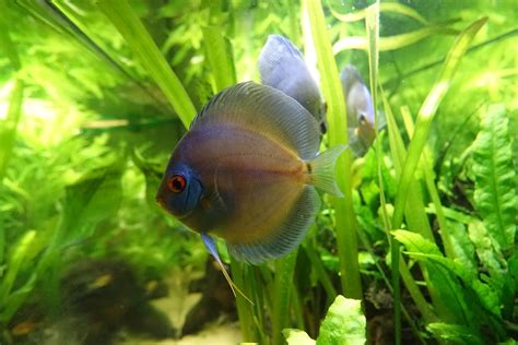 Image result for Most Expensive Discus Fish