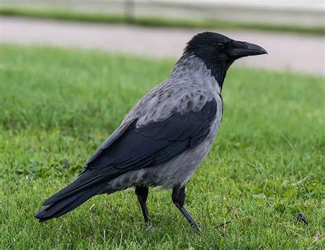 Image result for Different Crows