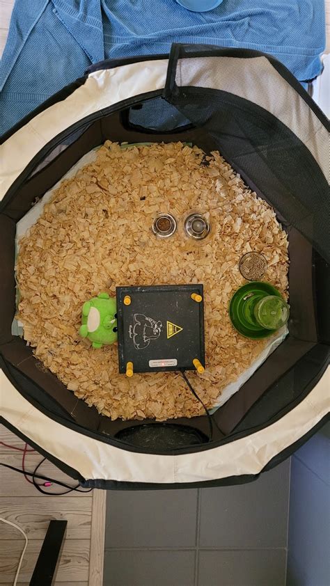 Image result for Brooding Ducks