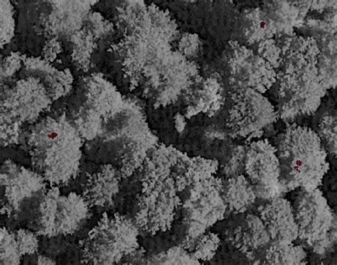 Image result for Random Forest Pixel Classification