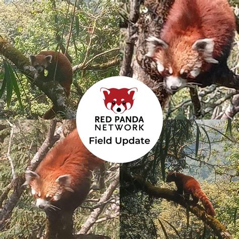Image result for Red Panda Channel