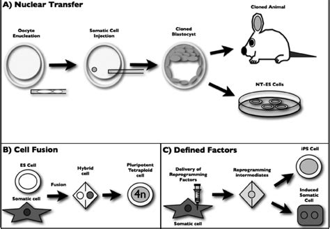 Image result for Cellular Reprogramming