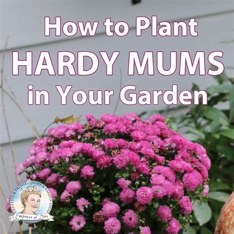 Image result for Planting Mums in Containers