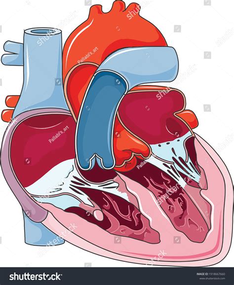 Image result for Human Heart Dissection