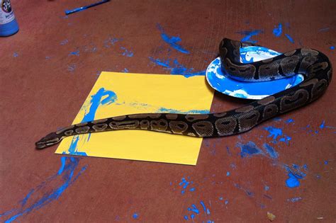 Image result for Bowling Ball Python