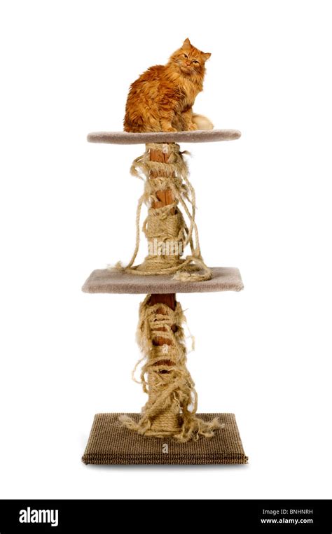 Image result for Scratch Cat Standing From Griffpatch