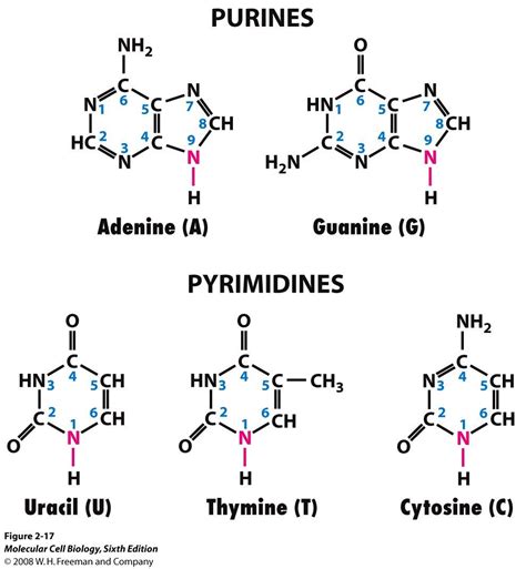 Image result for Nucleic Acid Chemical Structure