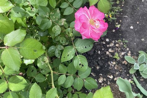 Image result for Rose Bush Problems