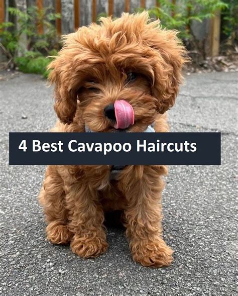 Image result for Cavapoo Haircuts