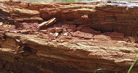Image result for Snow Fallen Tree Log