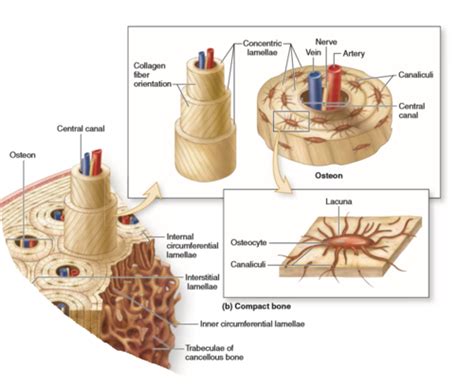 Image result for Trabecular Bone Structure