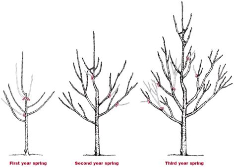 Image result for Pruning Fruit Trees Spring