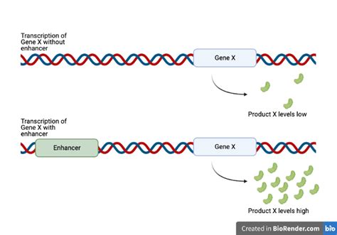 Enhancer – NC DNA Day Blog