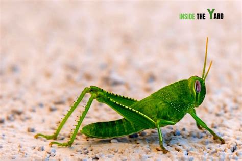 Image result for Flying Cricket Insect