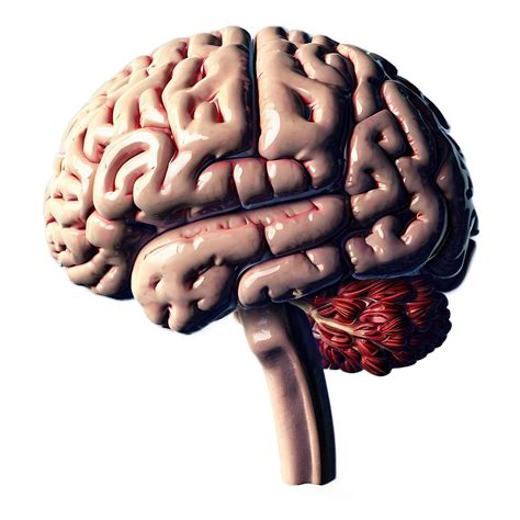 Image result for Human Brain Memory