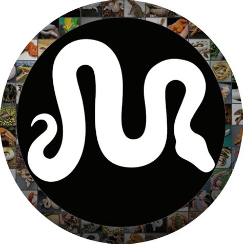 Image result for Male Burmese Python