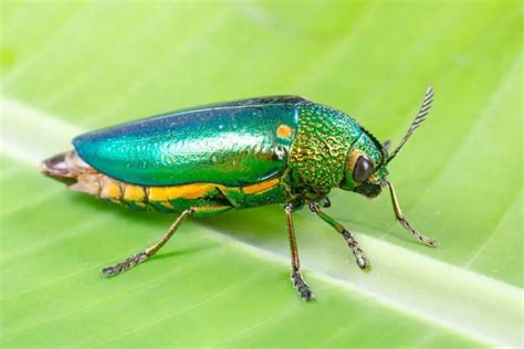 Image result for Colorful Bugs Insects