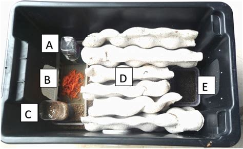 Image result for Breeding Crickets Setup