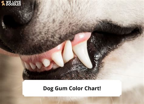 Image result for Normal Dog Gum Color