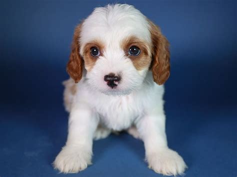 Image result for Male Cavapoo