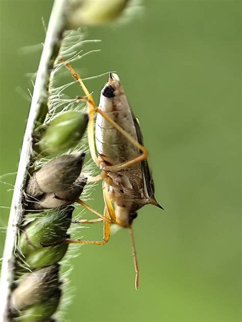 Image result for Cricket Side View Insect