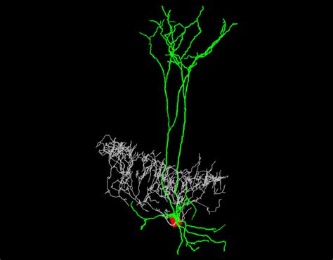 Image result for Axonic AmFirst
