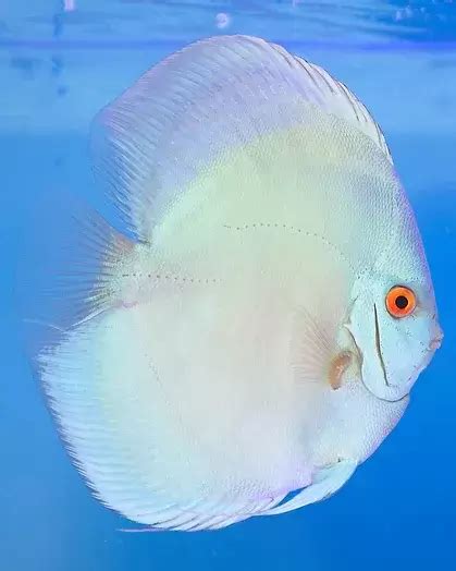 Image result for Discus Colors