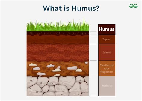 Image result for Humus Earth Science