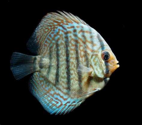 Image result for Discus Fish Breeding