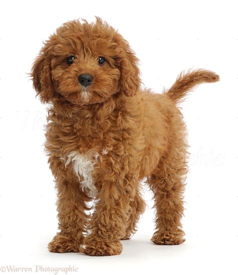 Image result for Red Cavapoo with Light Streaks