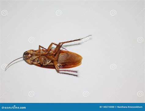 Image result for Cockroach On Its Back